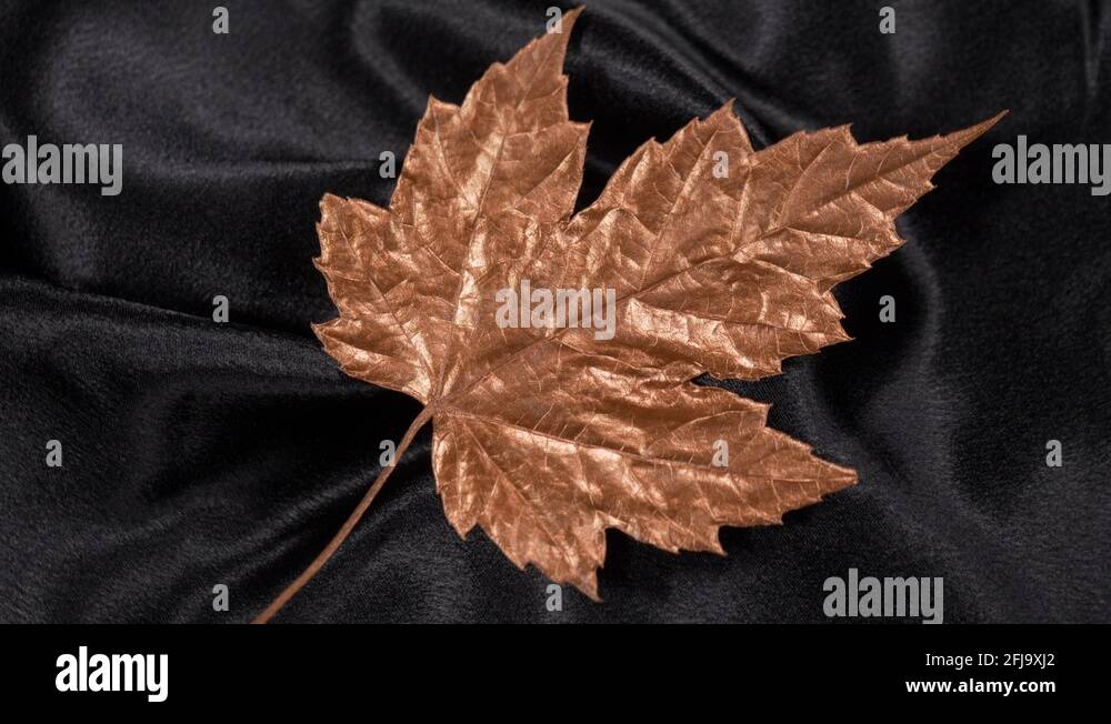 Copper and gold leaf Stock Videos & Footage - HD and 4K Video Clips - Alamy