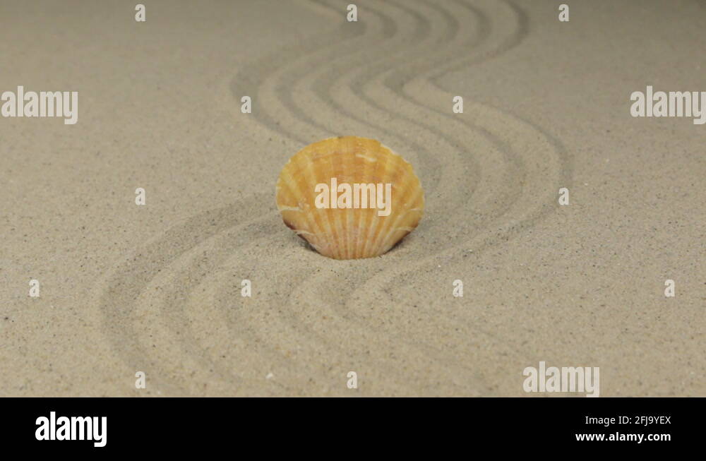 Beautiful seashell Stock Videos & Footage - HD and 4K Video Clips - Alamy