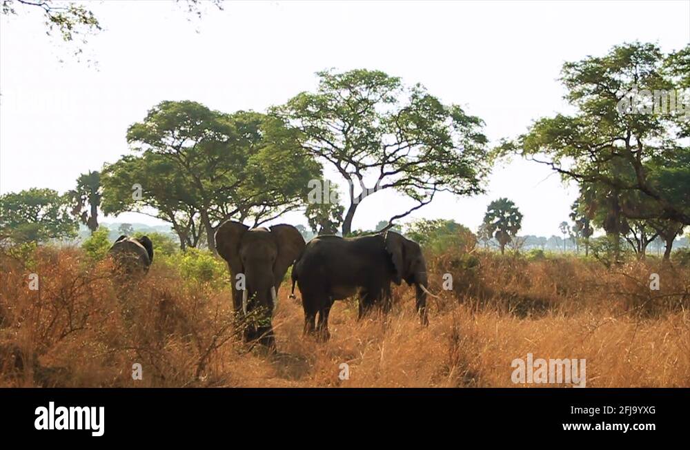 Family group african elephants Stock Videos & Footage - HD and 4K Video ...