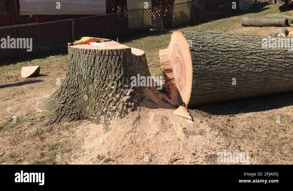 Urban tree removal Stock Videos & Footage - HD and 4K Video Clips - Alamy