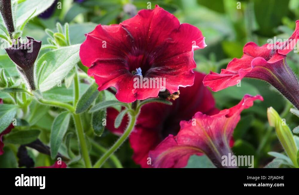 Petunia garden Stock Videos & Footage - HD and 4K Video Clips - Alamy