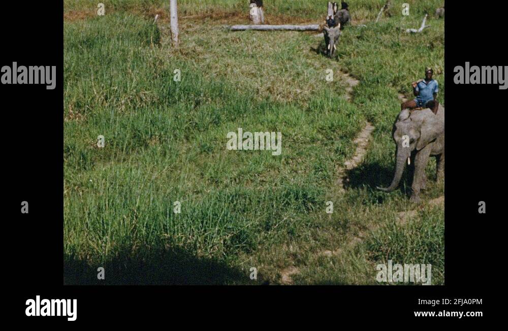 Jungle men Stock Videos & Footage - HD and 4K Video Clips - Alamy