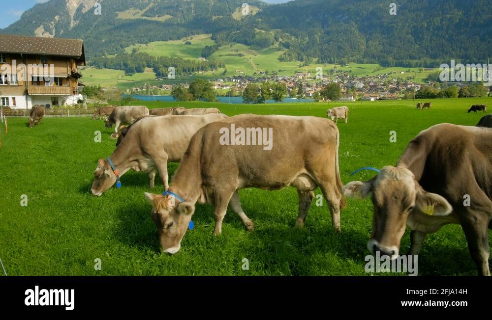 Traditional swiss dairy farm Stock Videos & Footage - HD and 4K Video ...