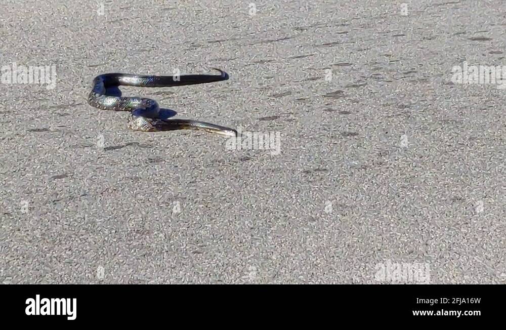Dramatic snake Stock Videos & Footage - HD and 4K Video Clips - Alamy