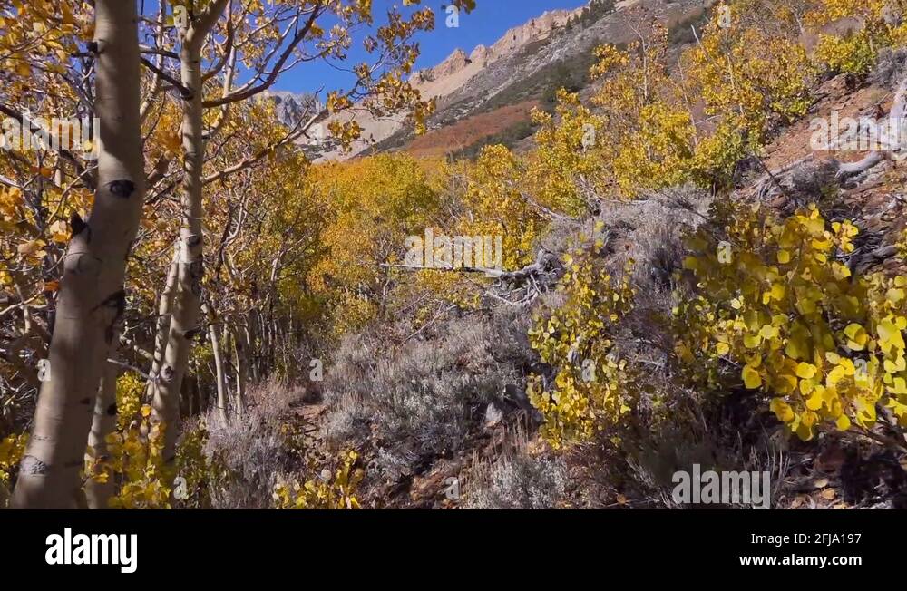Grove sierra Stock Videos & Footage - HD and 4K Video Clips - Alamy