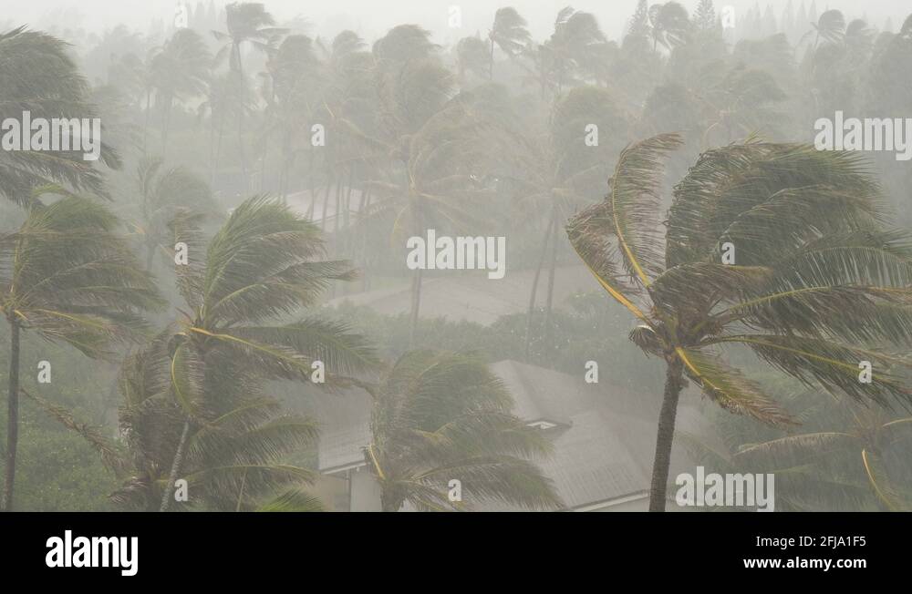 Landscape trees blow rain Stock Videos & Footage - HD and 4K Video ...