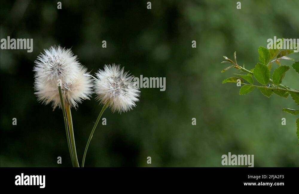 Floating seeds Stock Videos & Footage - HD and 4K Video Clips - Alamy