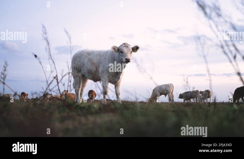 Cow frog Stock Videos & Footage - HD and 4K Video Clips - Alamy