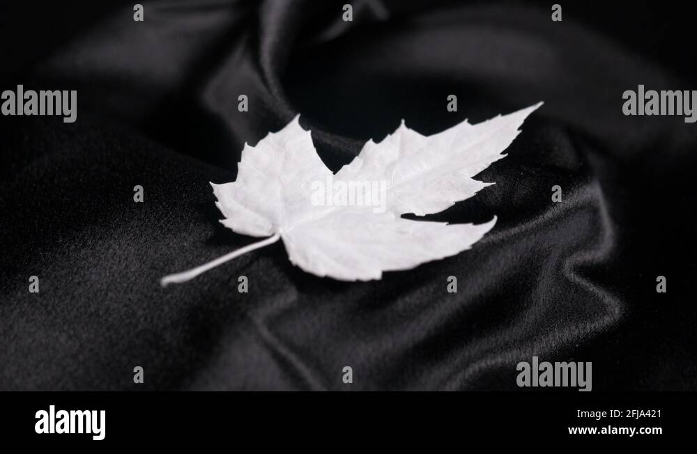 luxury white Canadian maple leaf rotating on black 4k closeup Stock ...