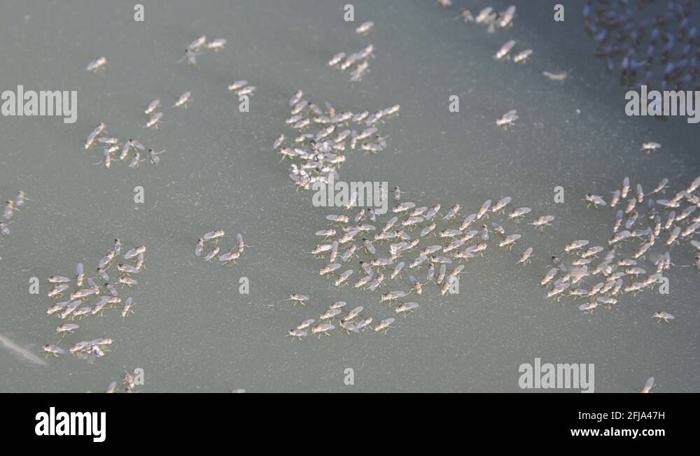 Brine fly Stock Videos & Footage - HD and 4K Video Clips - Alamy