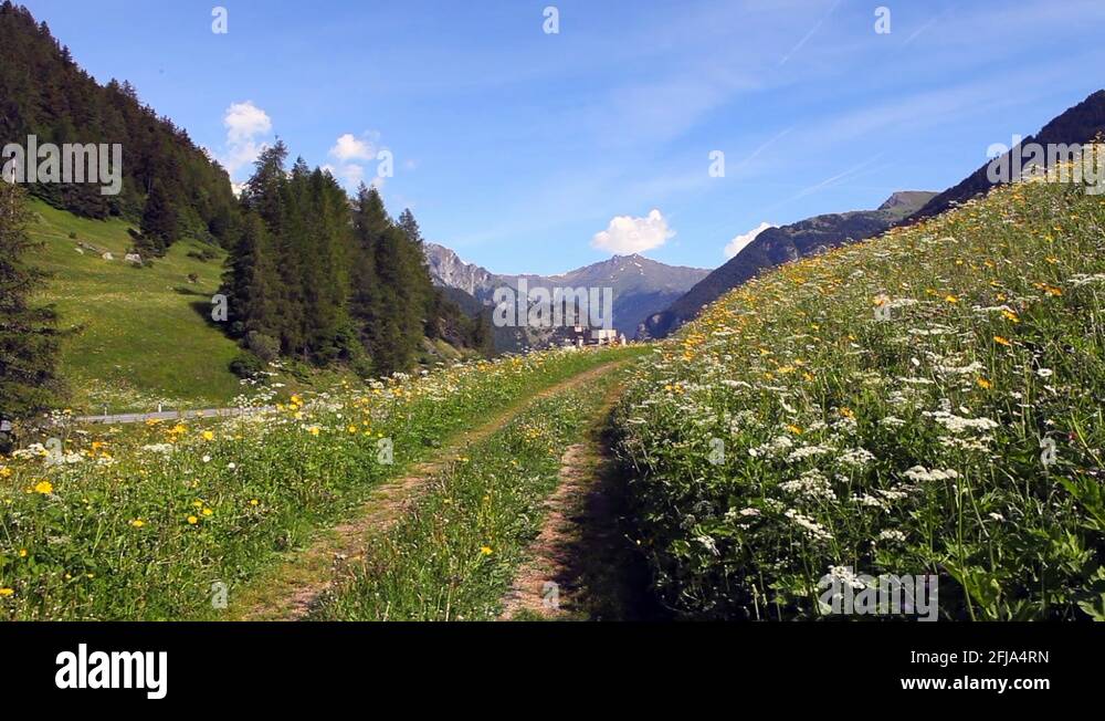 Pan flowers Stock Videos & Footage - HD and 4K Video Clips - Alamy