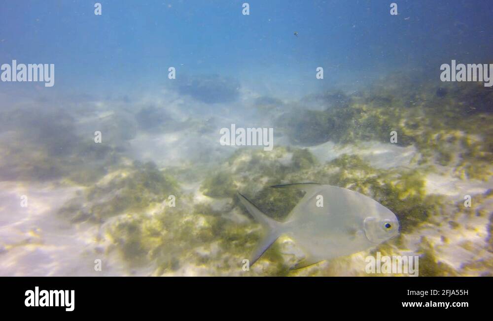 Palometa Jack fish swimming close to the sandy ocean floor off the ...