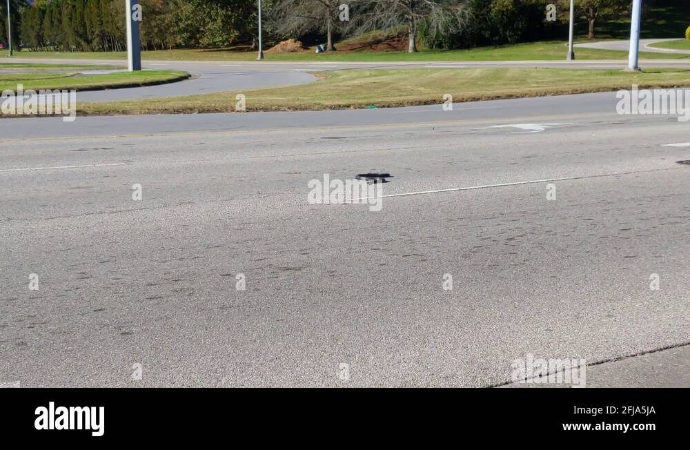 Snake in road Stock Videos & Footage - HD and 4K Video Clips - Alamy