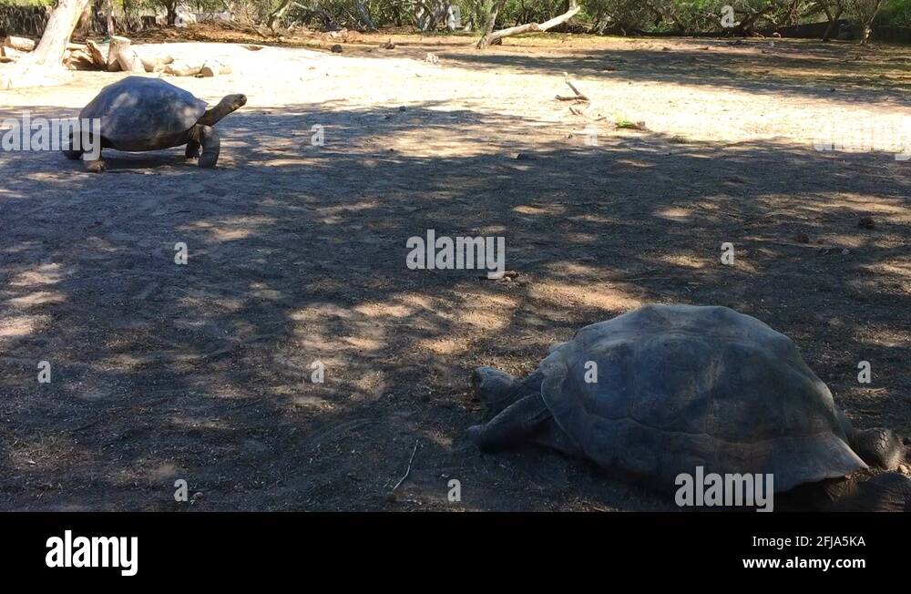 Giant tortoises galapagos Stock Videos & Footage - HD and 4K Video ...