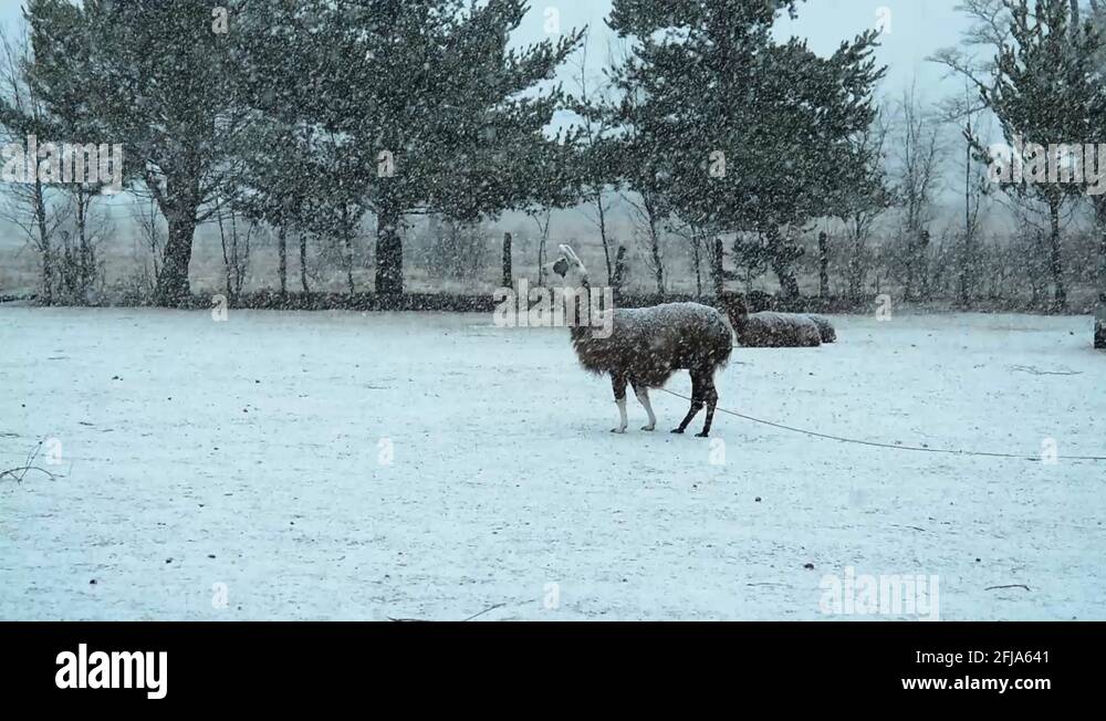 Snow and llama Stock Videos & Footage - HD and 4K Video Clips - Alamy