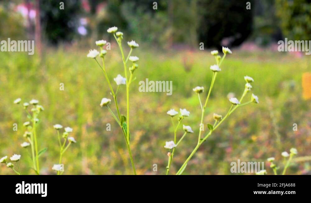 Congress grass Stock Videos & Footage - HD and 4K Video Clips - Alamy