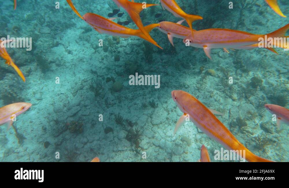Yellowtail snappers fish Stock Videos & Footage - HD and 4K Video Clips ...