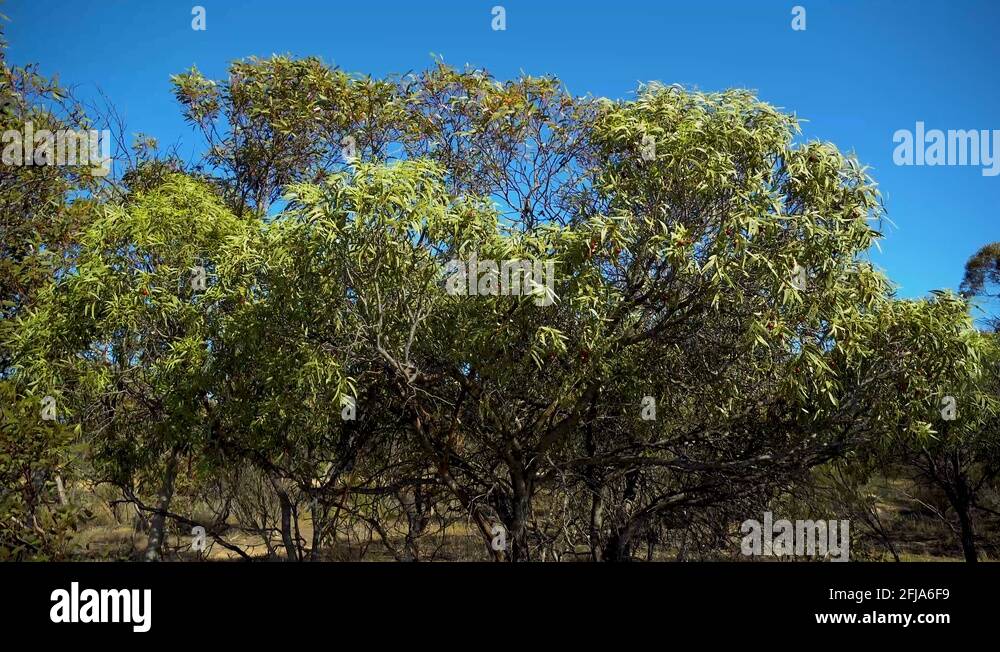Aboriginal food australia Stock Videos & Footage - HD and 4K Video ...