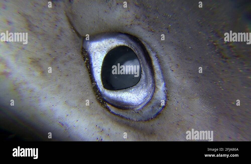 Black eye of blue shark Stock Videos & Footage - HD and 4K Video Clips ...