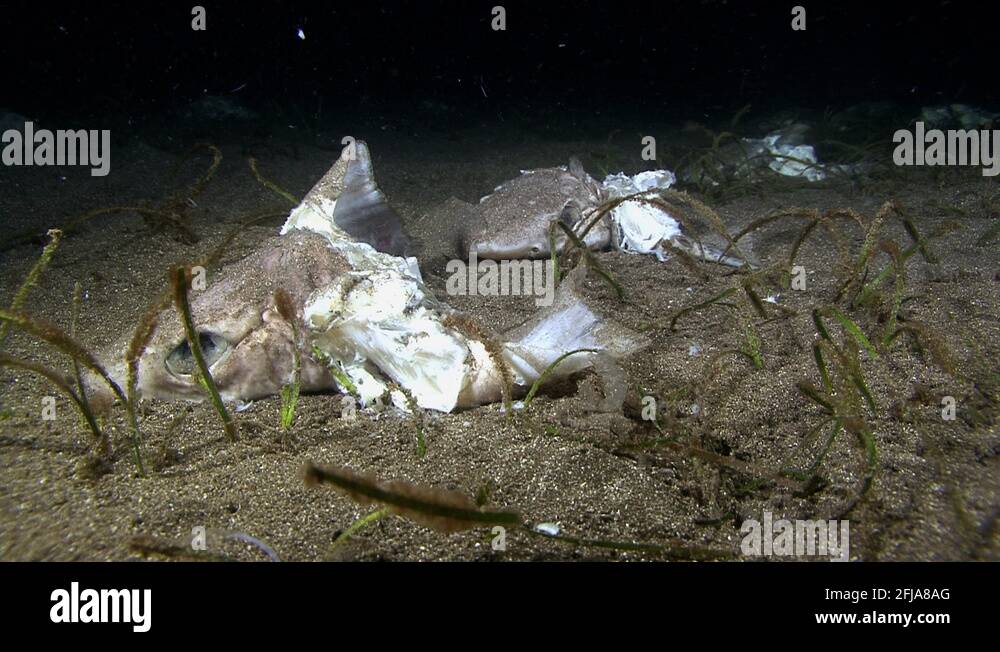 Dead sharks Stock Videos & Footage - HD and 4K Video Clips - Alamy