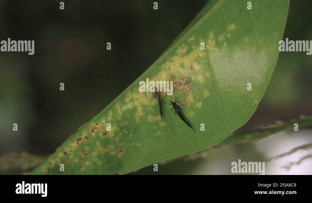 Close up of black thrips or Thysanoptera, their eggs, and larvas on a ...