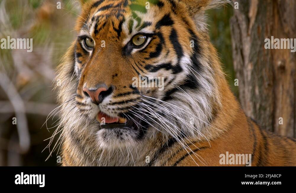 Head portrait sumatran tiger panthera Stock Videos & Footage - HD and ...
