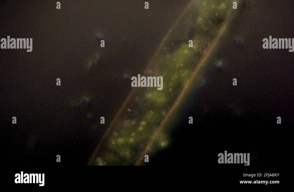 Microscopic algae plant cell Stock Videos & Footage - HD and 4K Video ...