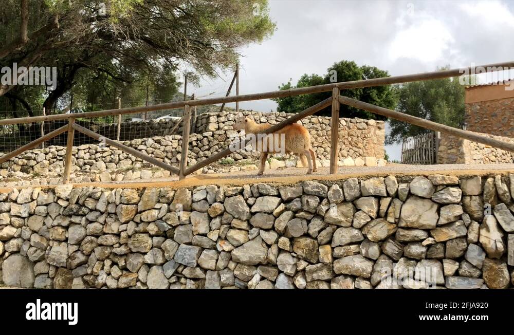 Animal scratching funny fence Stock Videos & Footage - HD and 4K Video ...