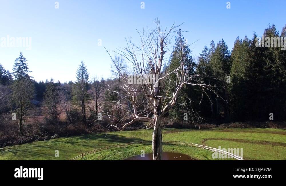 Dead Maple Tree, Profile View with Drone in Downward Motion on a ...