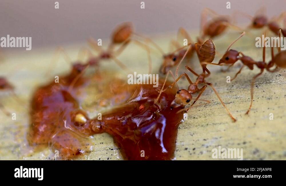 Red ants of thailand Stock Videos & Footage - HD and 4K Video Clips - Alamy