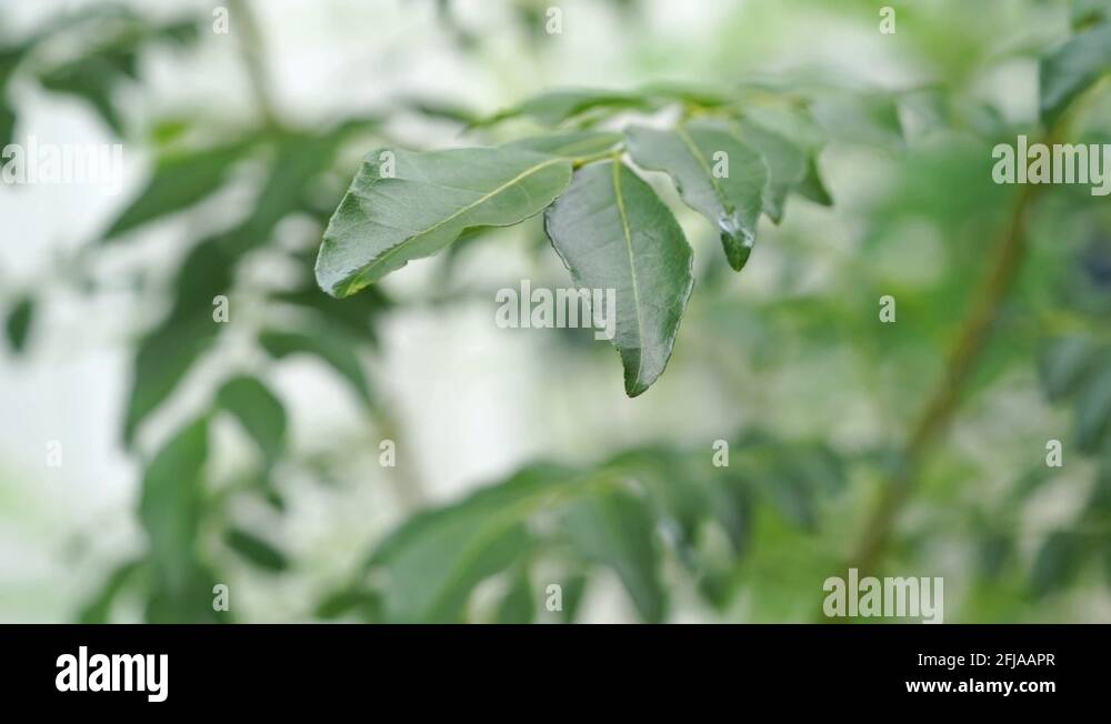 Curry leaf tree murraya koenigii Stock Videos & Footage - HD and 4K ...