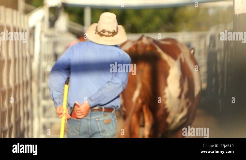 Hard working cowboy Stock Videos & Footage - HD and 4K Video Clips - Alamy