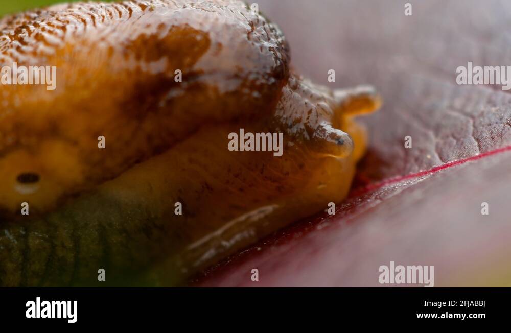 White slug slime Stock Videos & Footage - HD and 4K Video Clips - Alamy