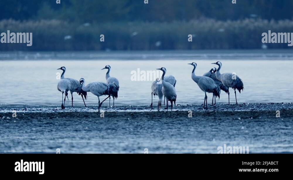 Beautiful cranes Stock Videos & Footage - HD and 4K Video Clips - Alamy