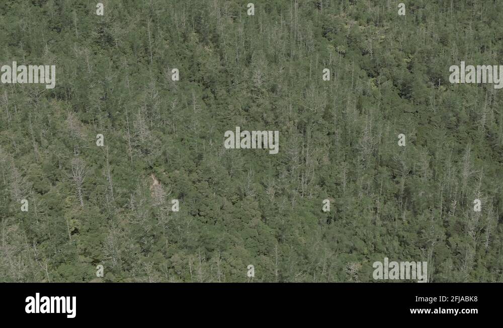 Diversity of trees Stock Videos & Footage - HD and 4K Video Clips - Alamy