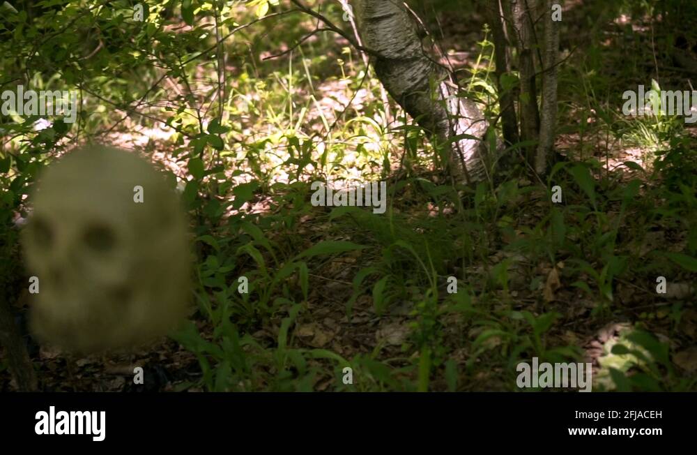 Creepy mummy voodoo skull hanging from a branch in Centralia ...