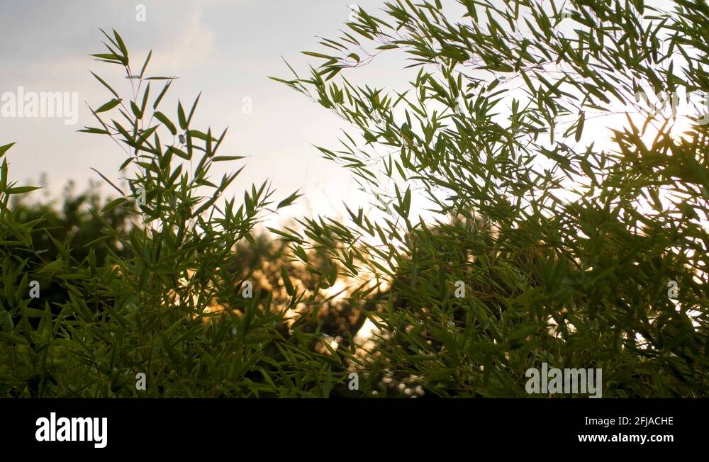 Bamboo sunset Stock Videos & Footage - HD and 4K Video Clips - Alamy