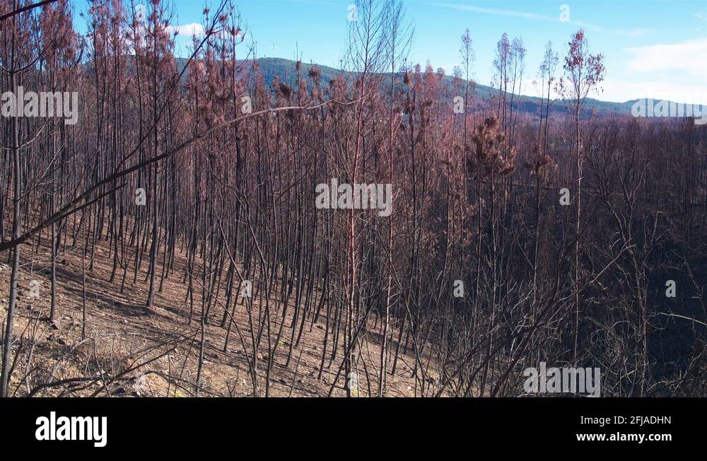 Charred forest Stock Videos & Footage - HD and 4K Video Clips - Alamy