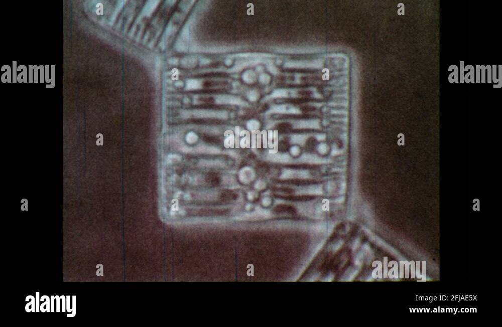 1960s: UNITED STATES: cluster of cells in algae. Varied shapes of algae ...