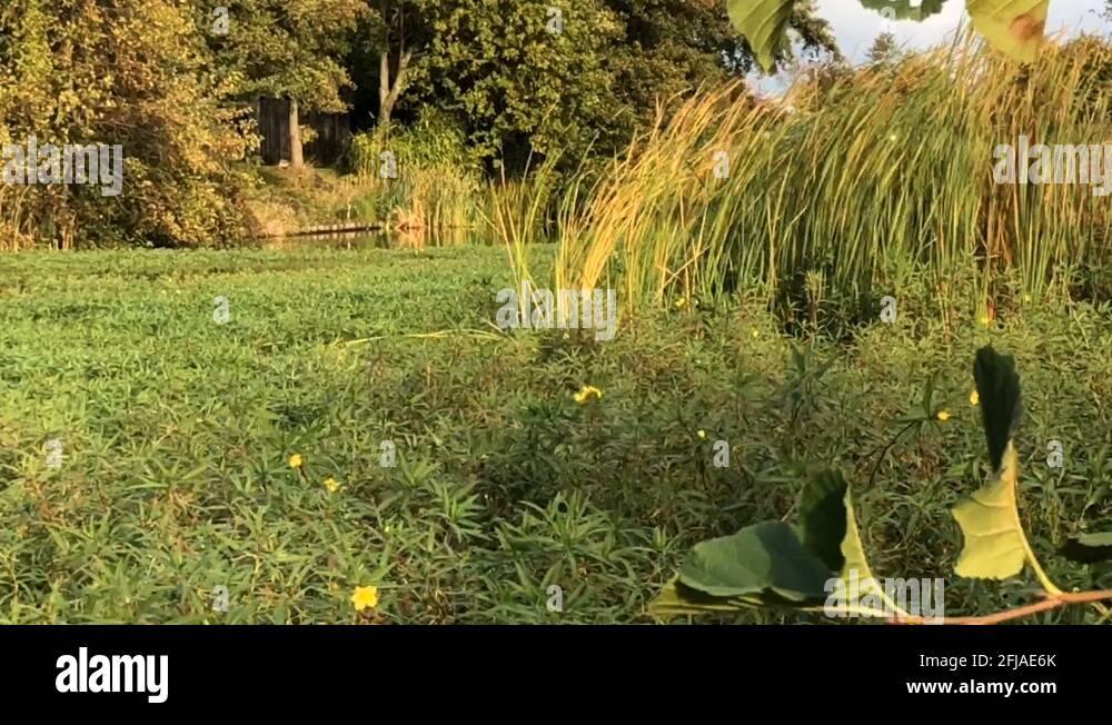 Reed sweet grass Stock Videos & Footage - HD and 4K Video Clips - Alamy