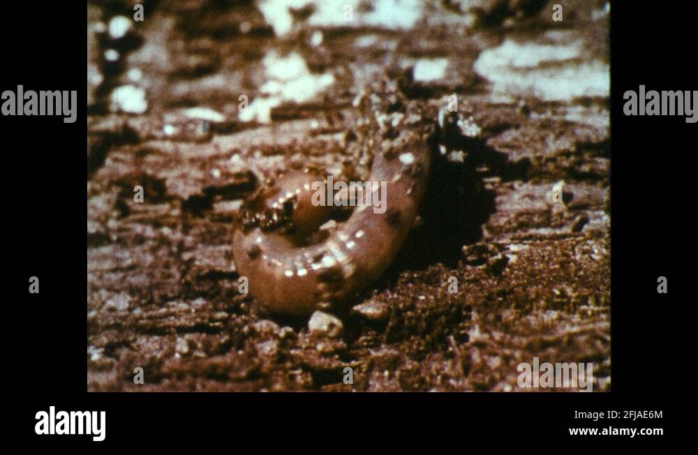 1960s: Earthworm burrows into log. Centipedes crawl on log. Beetle and ...