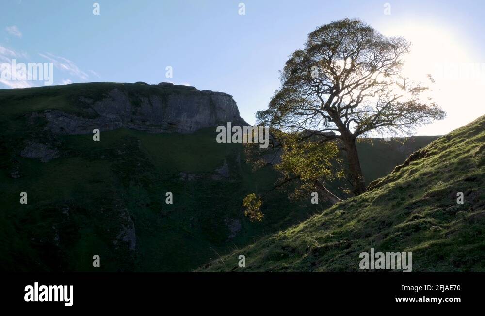 Lone standing tree Stock Videos & Footage - HD and 4K Video Clips - Alamy