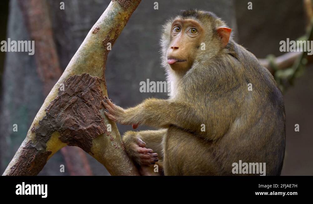 Pigtail macaque monkey Stock Videos & Footage - HD and 4K Video Clips ...