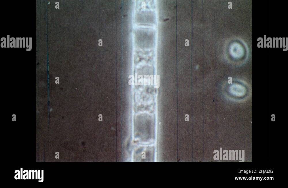 Spore formation Stock Videos & Footage - HD and 4K Video Clips - Alamy
