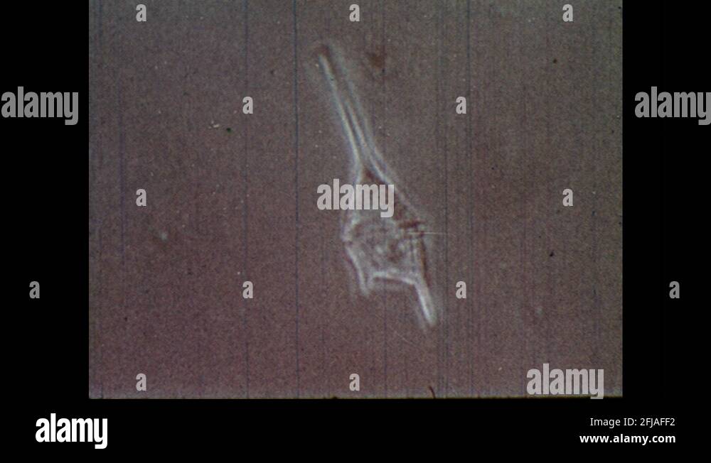 1960s: UNITED STATES: algae under microscope. Algae created red tide ...
