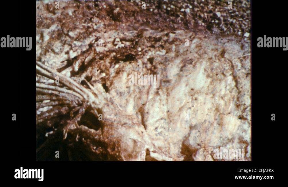 Skeleton lake bones Stock Videos & Footage - HD and 4K Video Clips - Alamy