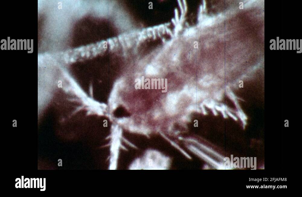 1960s: UNITED STATES: microscopic water flea under microscope. Side ...