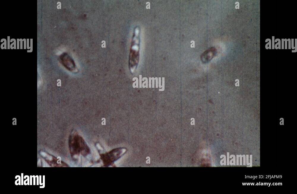1960s: UNITED STATES: primitive organisms under microscope. View across ...