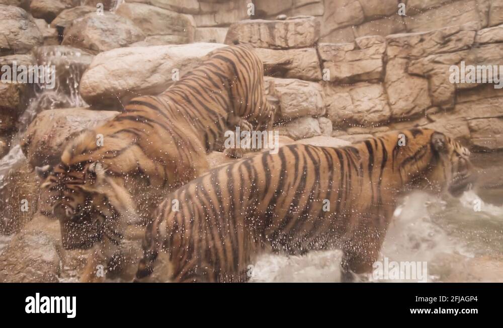 Tiger playing in water Stock Videos & Footage - HD and 4K Video Clips ...