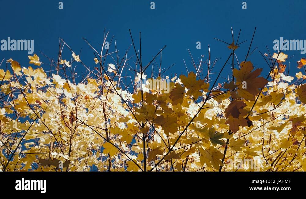 Ordinary tree Stock Videos & Footage - HD and 4K Video Clips - Alamy